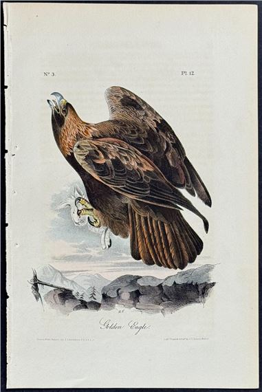 John James Audubon | Golden Eagle (1840 - 1844) | MutualArt