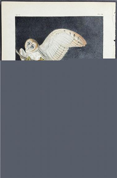 John James Audubon | Barn Owl (1840 - 1844) | MutualArt