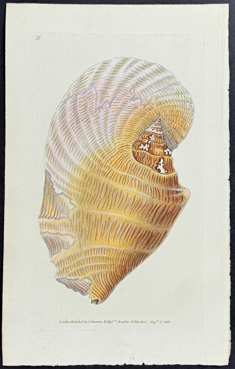 Edward Donovan | Broad-winged Strombus Shell (1822 - 1827) | MutualArt