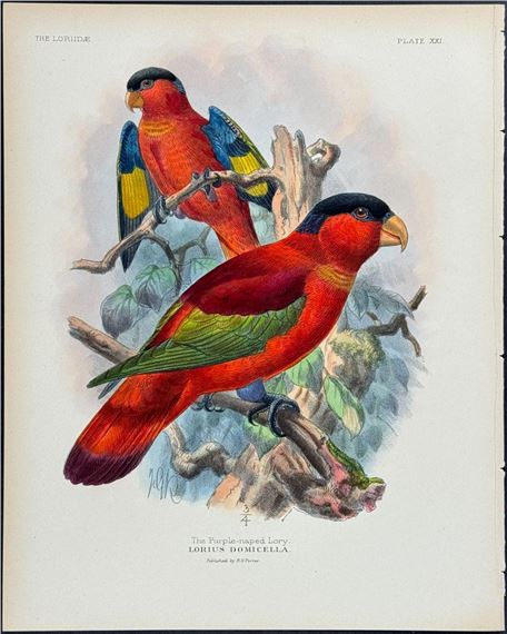 Johannes Gerardus Keulemans | Purple-naped Lory (1896) | MutualArt