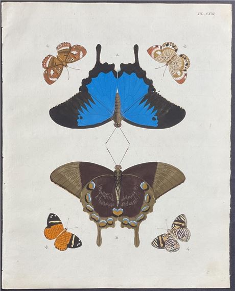 Pieter Cramer | Butterfly (Circa 1779) | MutualArt