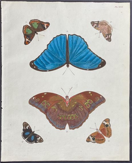 Pieter Cramer | Butterfly (Circa 1779) | MutualArt