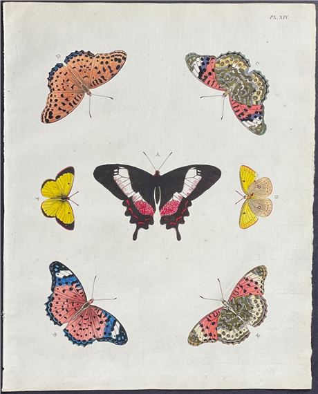 Pieter Cramer | Butterfly (Circa 1779) | MutualArt