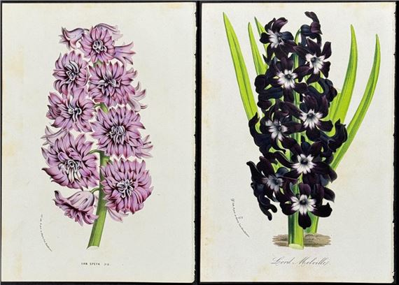 Louis van‏ Houtte‏ | 3 Hyacinth Prints (1845 - 1883) | MutualArt