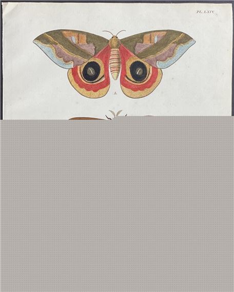 Pieter Cramer | Moths (Circa 1779) | MutualArt