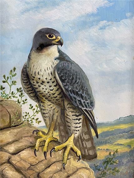 Friedrich Reimann | Wanderfalke auf Felsvorsprung | MutualArt