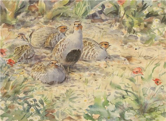 Peter Partington | Grey partridge | MutualArt