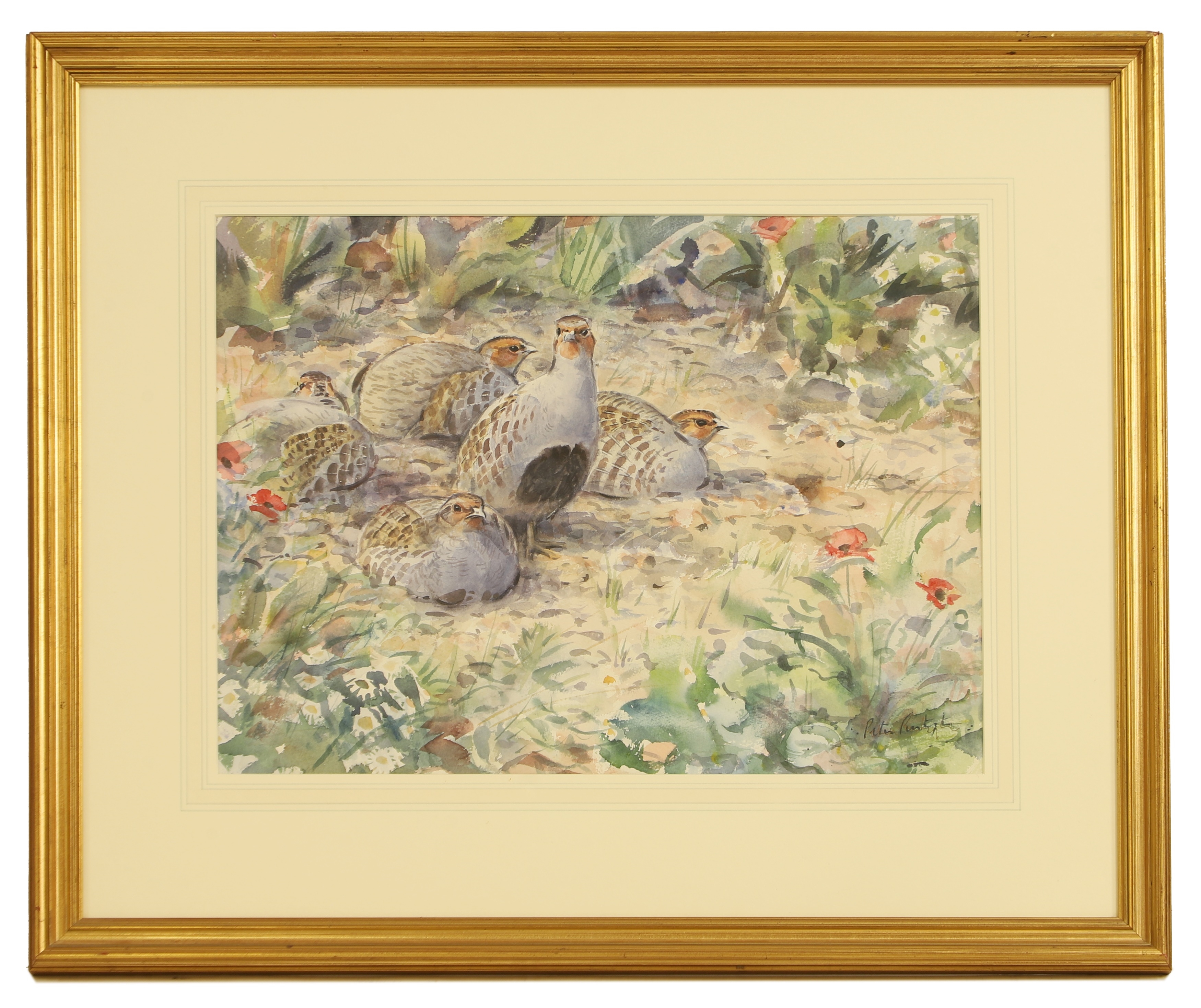 Peter Partington | Grey partridge | MutualArt