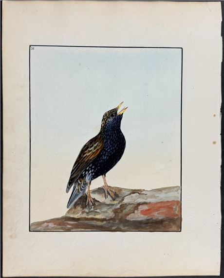 William Lewin | Starling (1789 - 1794) | MutualArt
