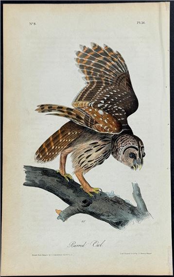 John James Audubon | Barred Owl (1840 - 1844) | MutualArt