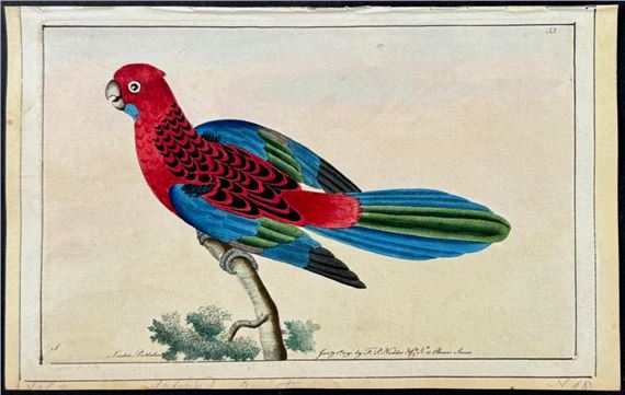Frederick Polydore Nodder | Splendid Parrot (1789 - 1813) | MutualArt