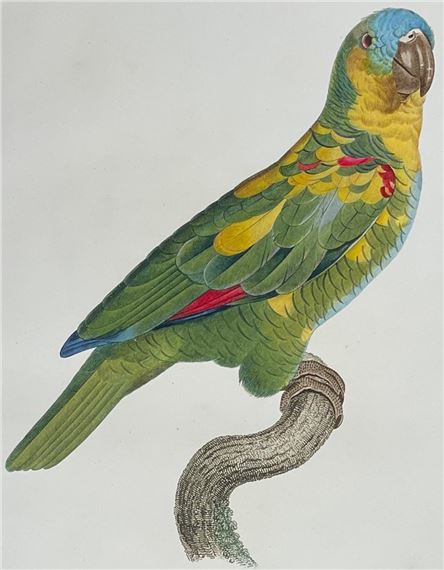 Jacques Barraband | Parrot (1801) | MutualArt