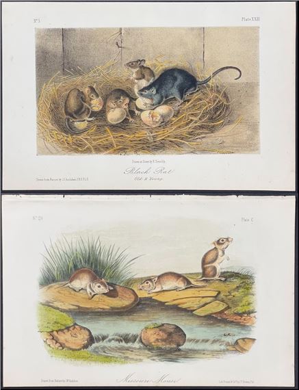 John James Audubon | 5 Mice or Rat Lithographs (1854) | MutualArt
