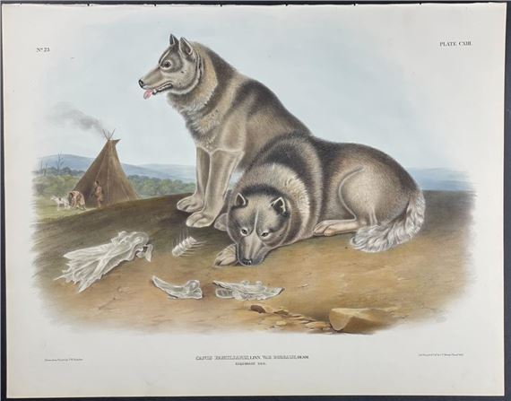 John James Audubon | Esquimaux Dog (1845 - 1851) | MutualArt