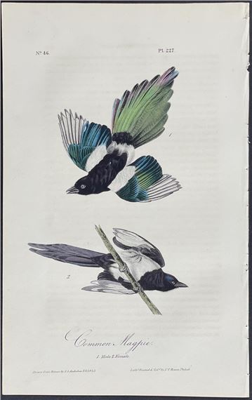 John James Audubon | Common Magpie (1840 - 1844) | MutualArt