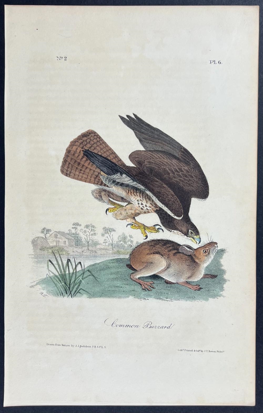 John James Audubon | Common Buzzard (1840 - 1844) | MutualArt