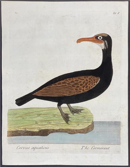 Eleazar Albin | Cormorant (1738 - 1740) | MutualArt