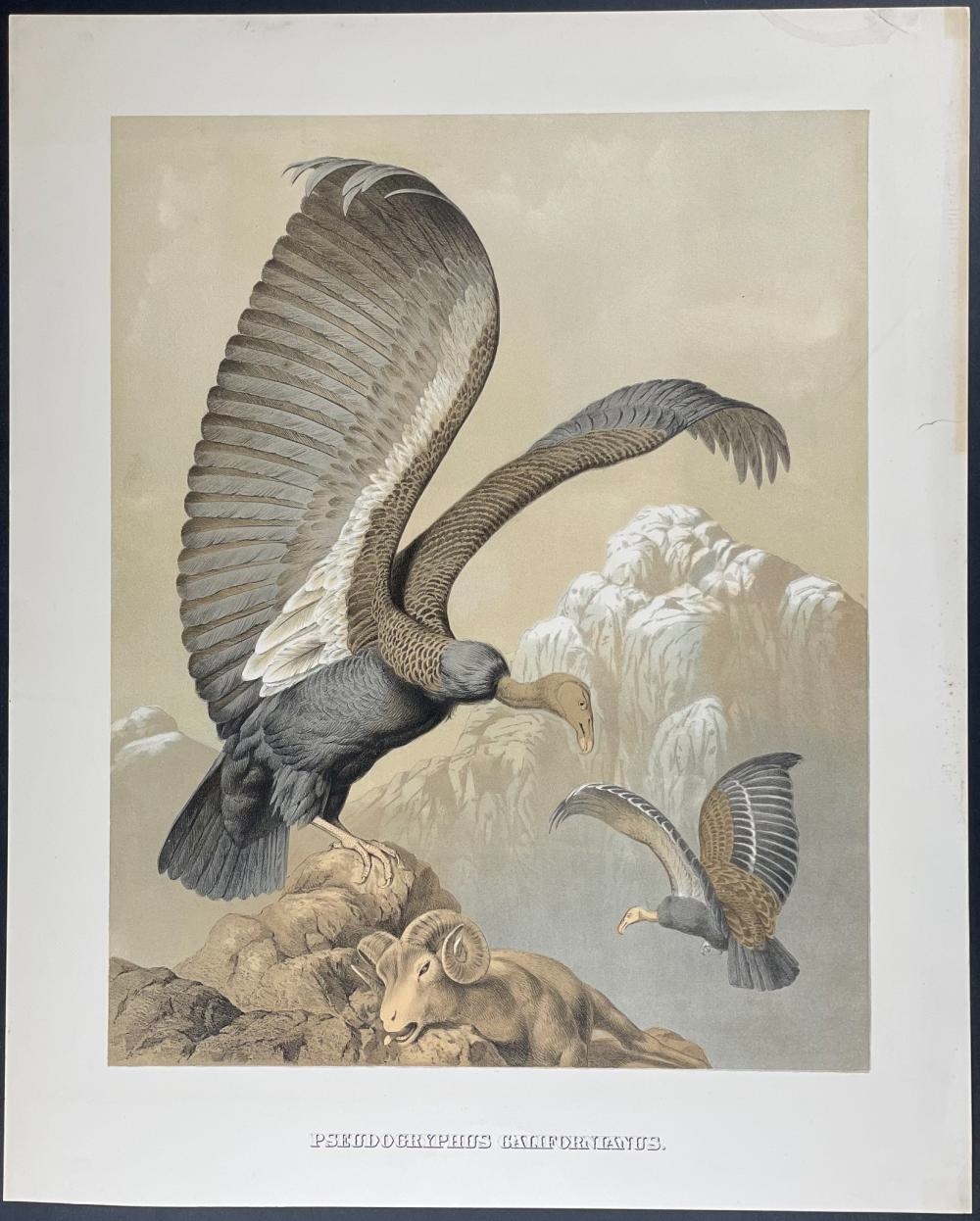 Charles Barney Cory | California Condor (1883) | MutualArt