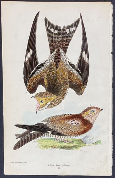 Alexander Wilson | Night Hawk (1832) | MutualArt