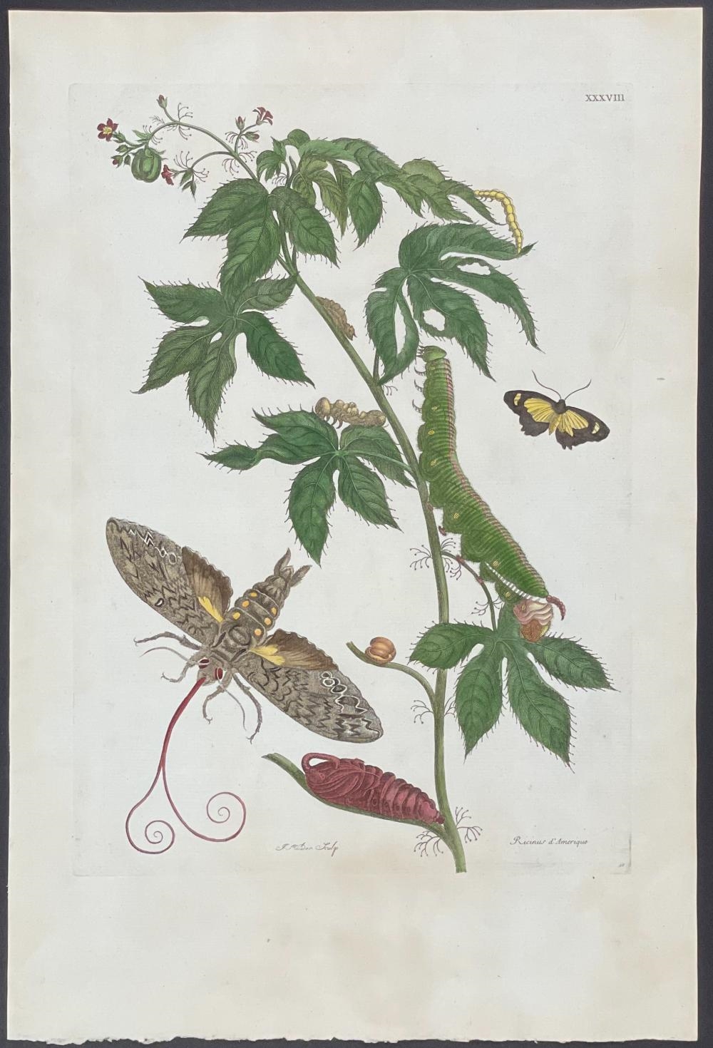 Maria Sibylla Merian | Moth Metamorphosis (1771) | MutualArt