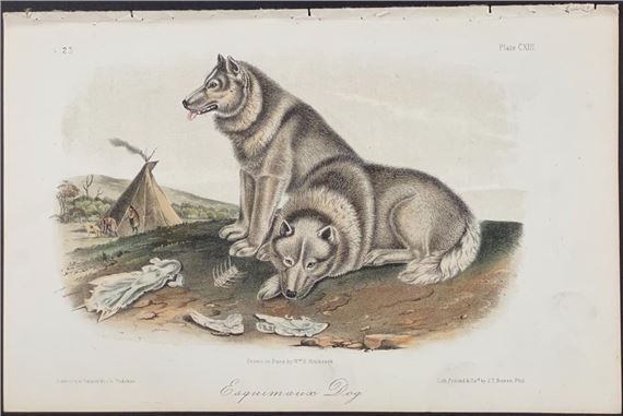 John James Audubon | Esquimaux Dog (1854) | MutualArt