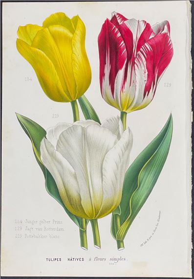 Louis van‏ Houtte‏ | Tulips (1845 - 1883) | MutualArt