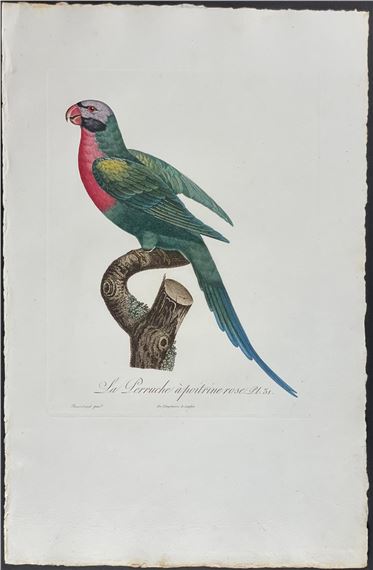 Jacques Barraband | Parrot (1801) | MutualArt