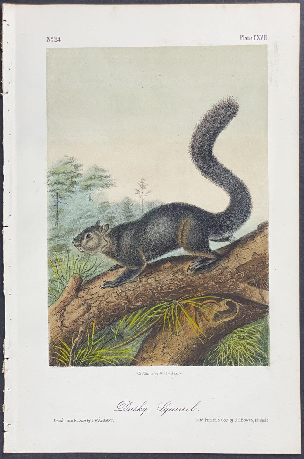 John James Audubon | Dusky Squirrel (1854) | MutualArt