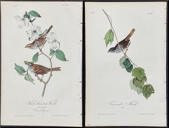 John James Audubon | 5 Finch Lithographs (1840 - 1844) | MutualArt
