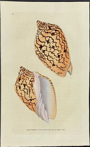 Edward Donovan | Olive Shell (1822 - 1827) | MutualArt