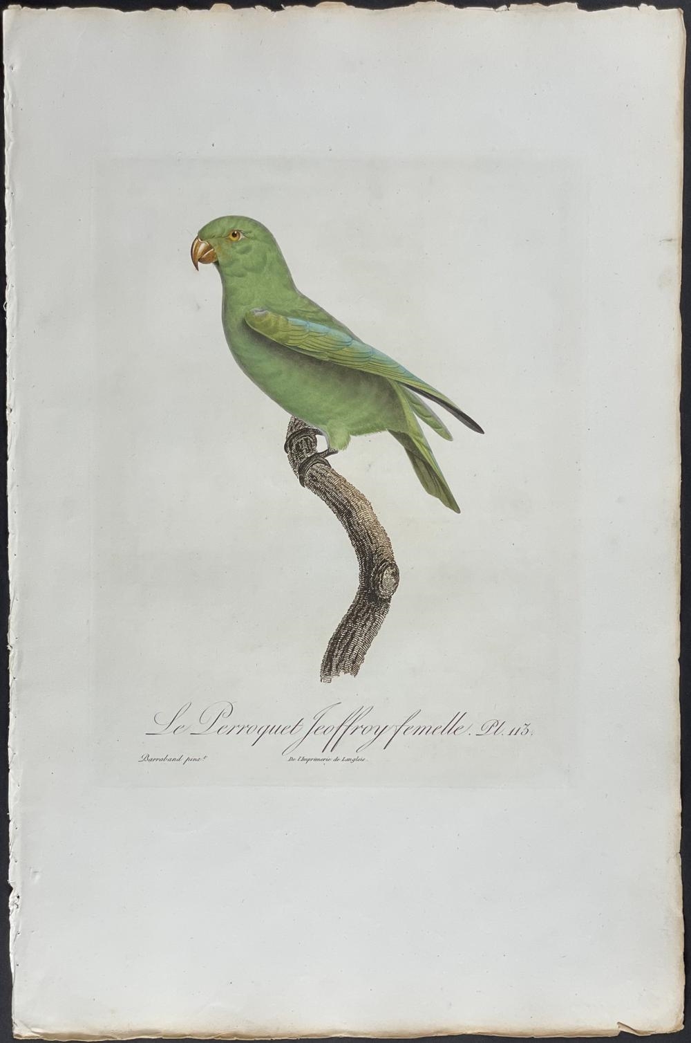 Jacques Barraband | Parrot (1801) | MutualArt