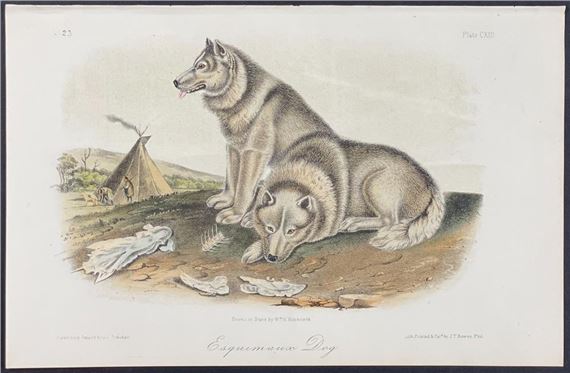 John James Audubon | Esquimaux Dog (1854) | MutualArt