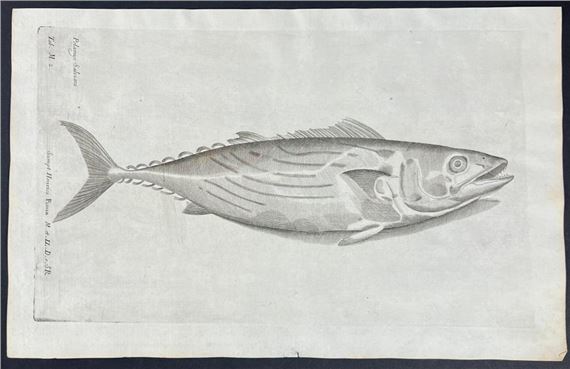 Francis Willughby | Fish (1686) | MutualArt