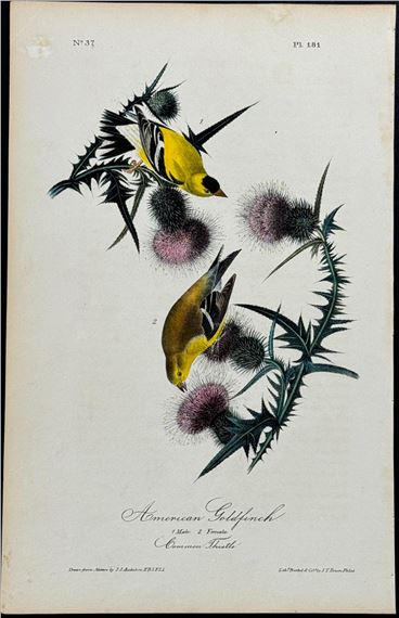 John James Audubon | American Goldfinch (1840 - 1844) | MutualArt