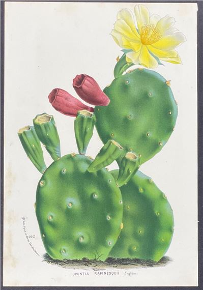 Louis van‏ Houtte‏ | Cactus (1845 - 1883) | MutualArt