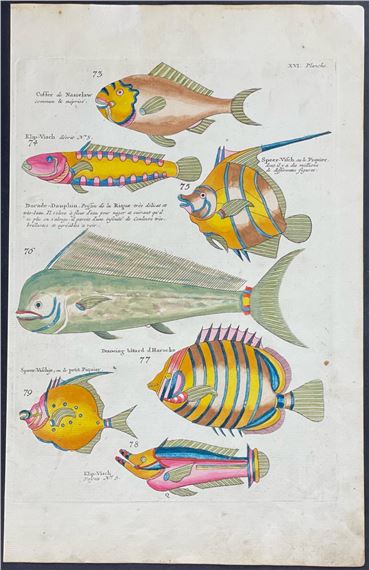 Louis Renard | Fish (1754) | MutualArt