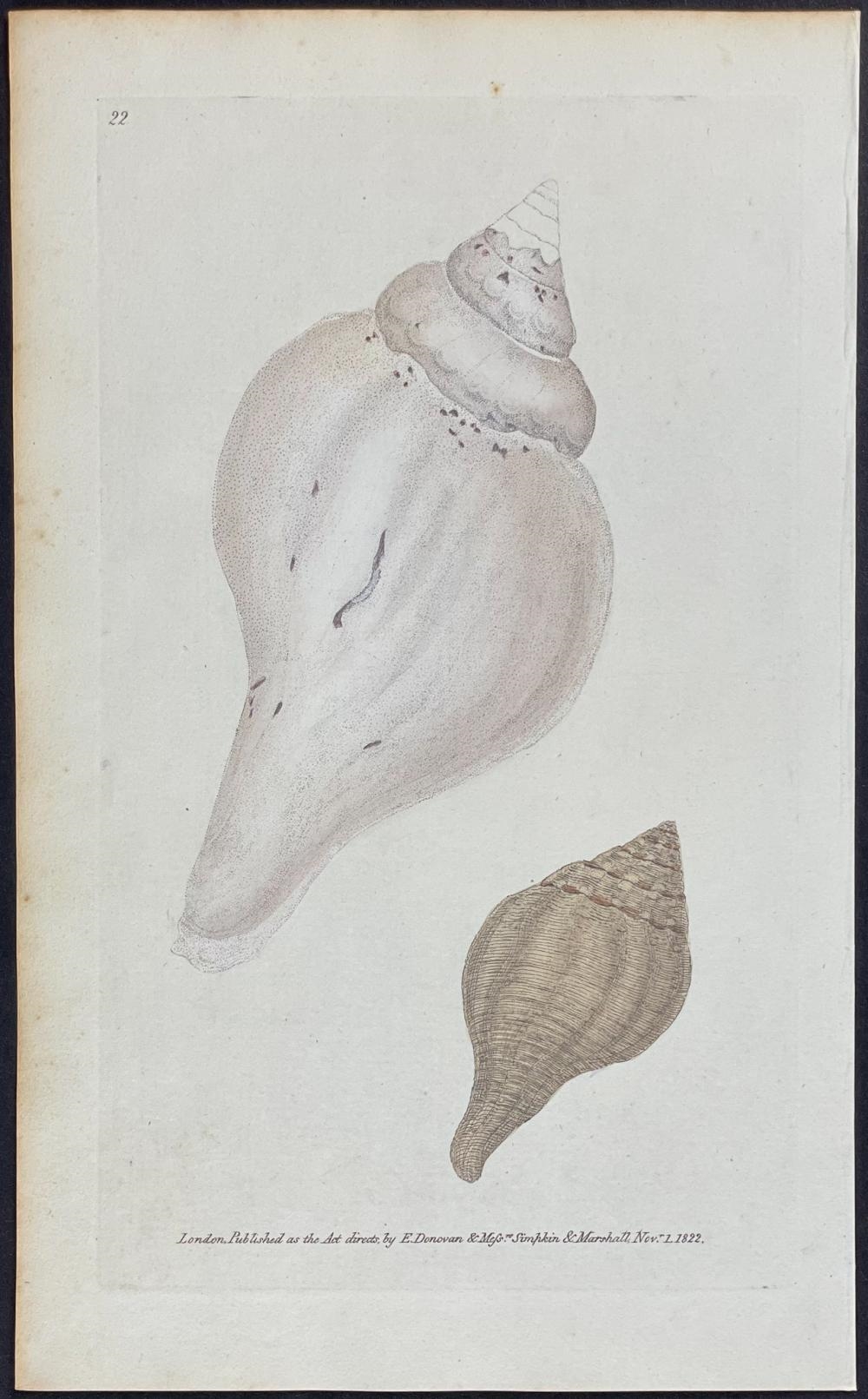 Edward Donovan | Pair of Shell Engravings (1822 - 1827) | MutualArt