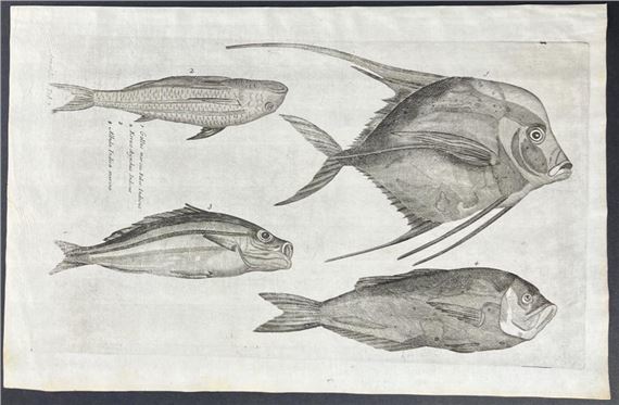Francis Willughby | Fish, Angelfish (1686) | MutualArt