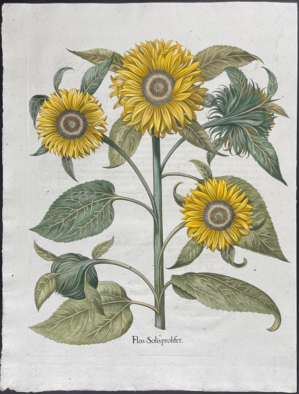 Basilius Besler | Sunflower (1713) | MutualArt