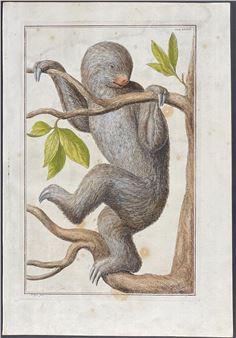 Albertus Seba | Seba - Sloth (1734 - 1765) | MutualArt