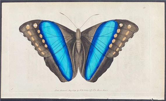 George Shaw | Achilles or the Great Blue-Banded Butterfly (1789 - 1793 ...