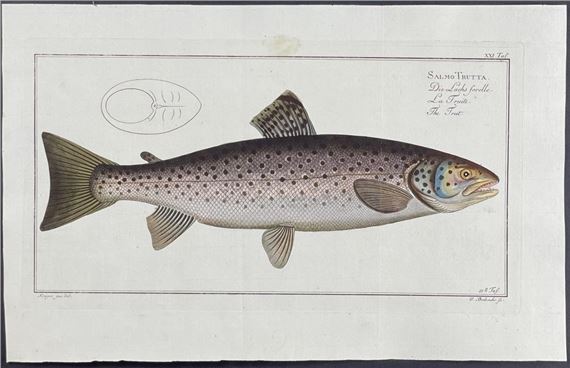 Marcus Elieser Bloch | Trout (1785 - 1788) | MutualArt