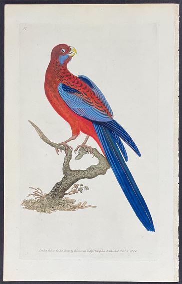Edward Donovan | Pennantian Parrot (1822 - 1827) | MutualArt
