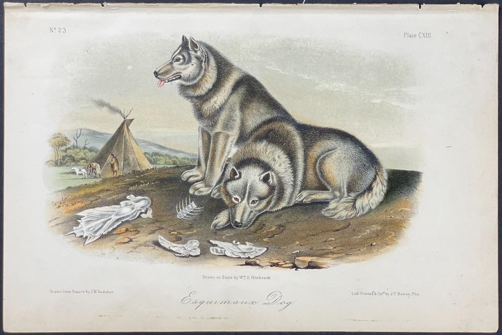 John James Audubon | Esquimaux Dog (1854) | MutualArt