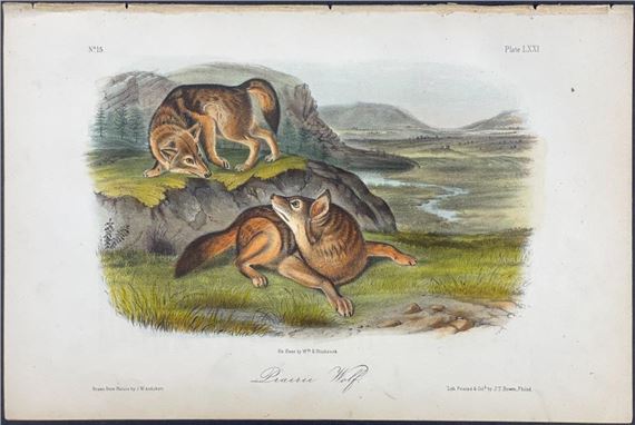John James Audubon | Prairie Wolf (1854) | MutualArt