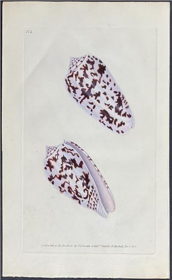 Edward Donovan | Striated Cone Shell (1822 - 1827) | MutualArt