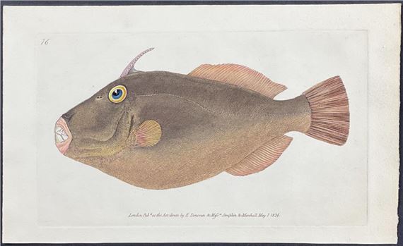 Edward Donovan | Southern File Fish (1822 - 1827) | MutualArt