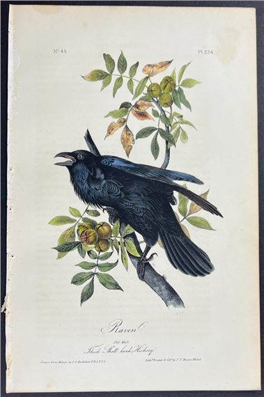 John James Audubon | Raven (1840 - 1844) | MutualArt