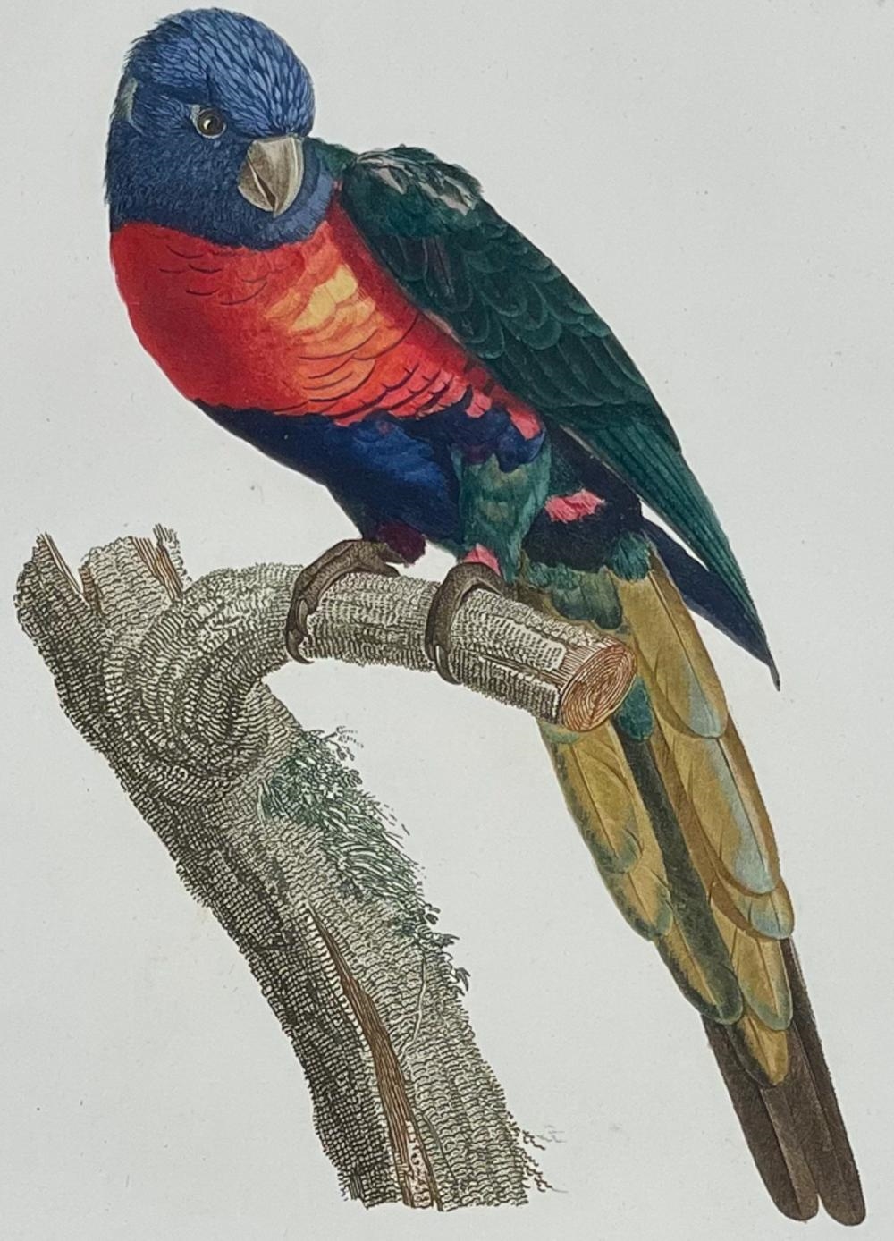 Jacques Barraband | Parrot (1801) | MutualArt