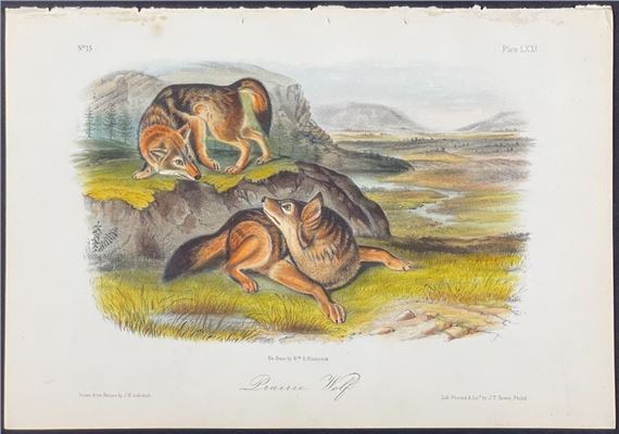 John James Audubon | Prairie Wolf (1854) | MutualArt